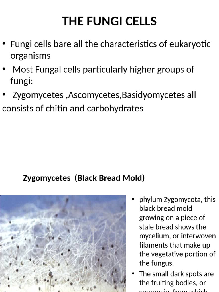 LECTURE 5 - Fungi Cell Structure | PDF