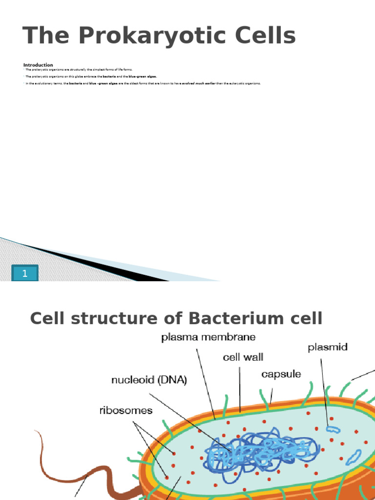 Lecture 4 Prokaryotic Cells Pdf