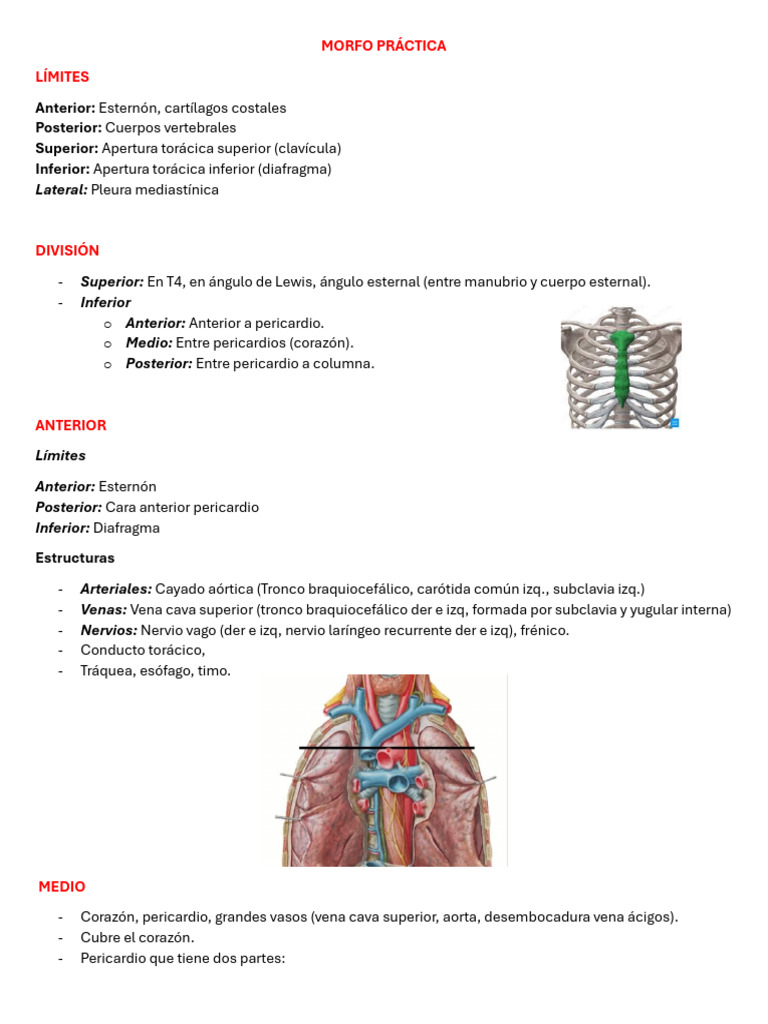 MORFO PRÁCTICA | PDF