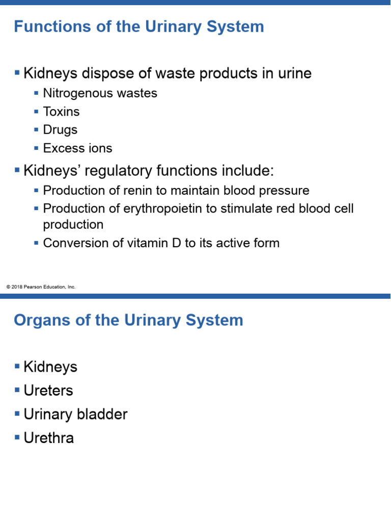 CHAPTER 15 Urinary System | PDF