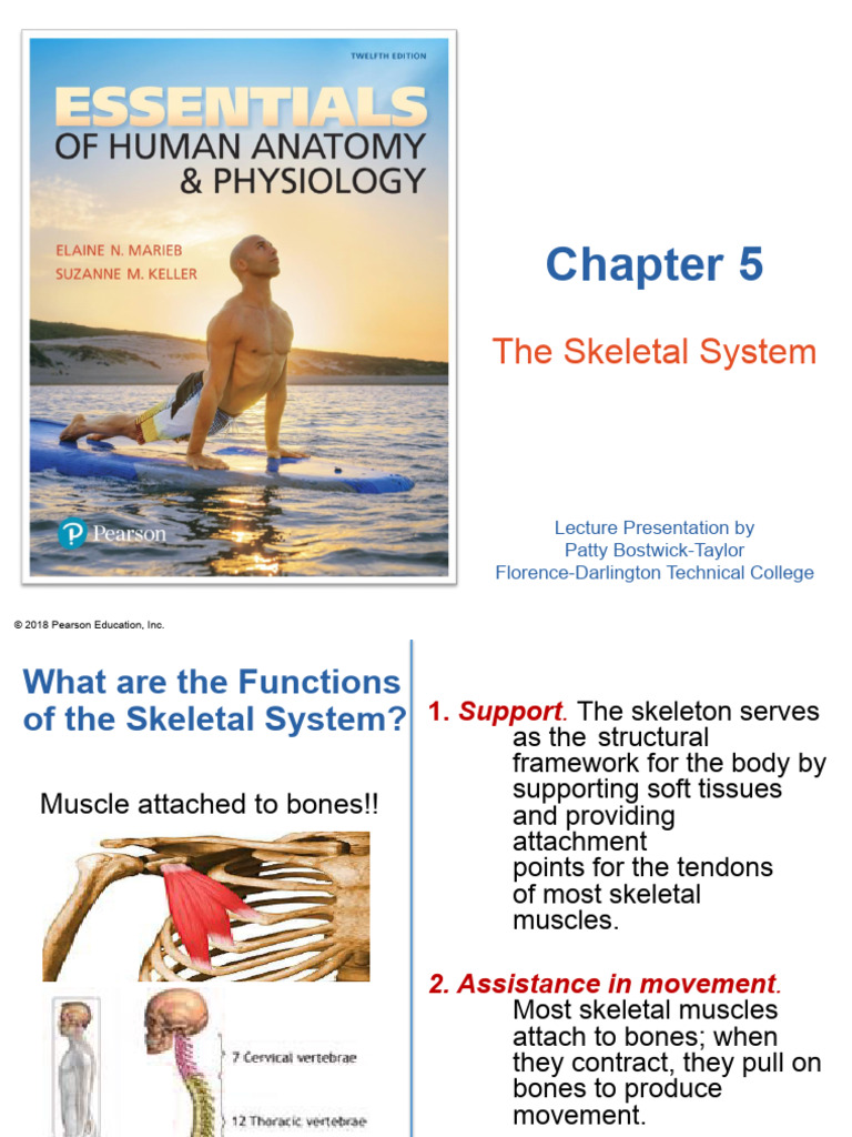 CHAPTER 5 Skeletal System | PDF