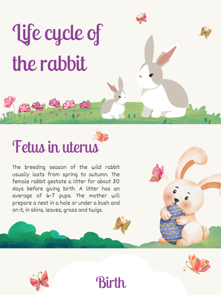 Life Cycle of The Rabbit | PDF