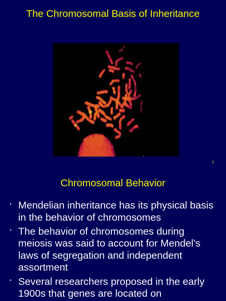 Chromosomal Basis | PDF