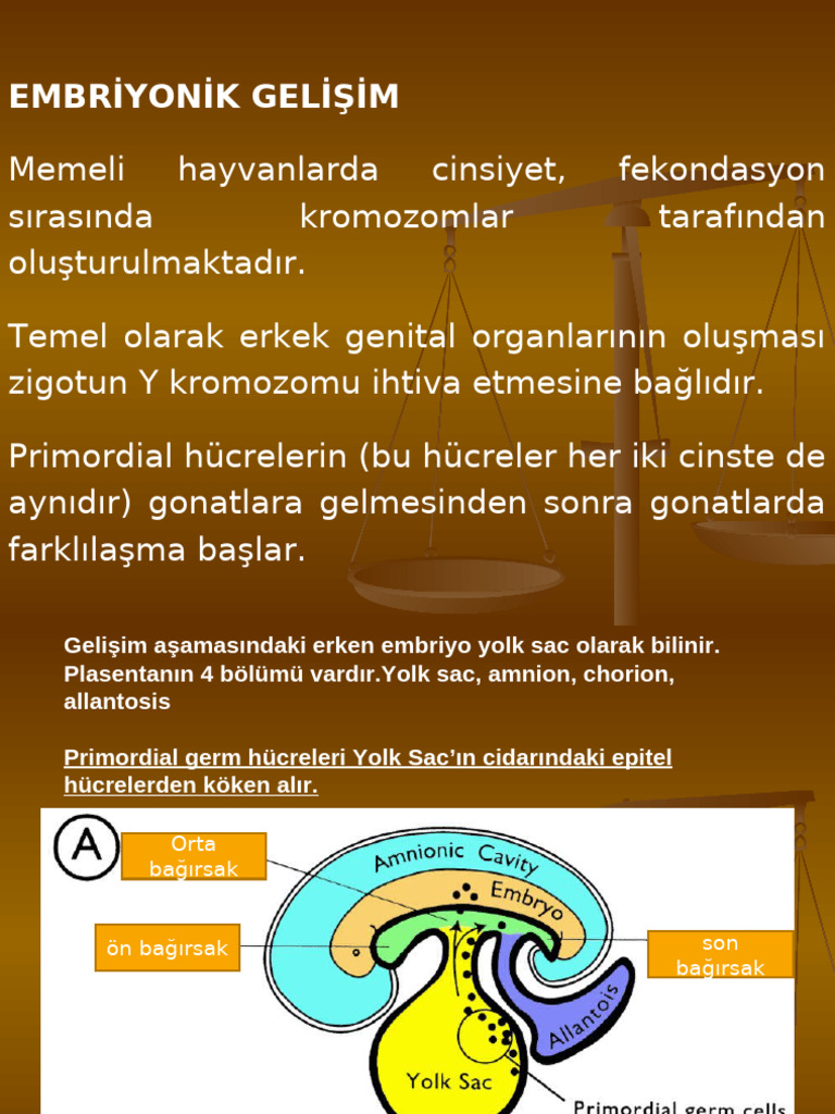 Erkek Geni̇tal Embryi̇o 2024 2025 1 | PDF
