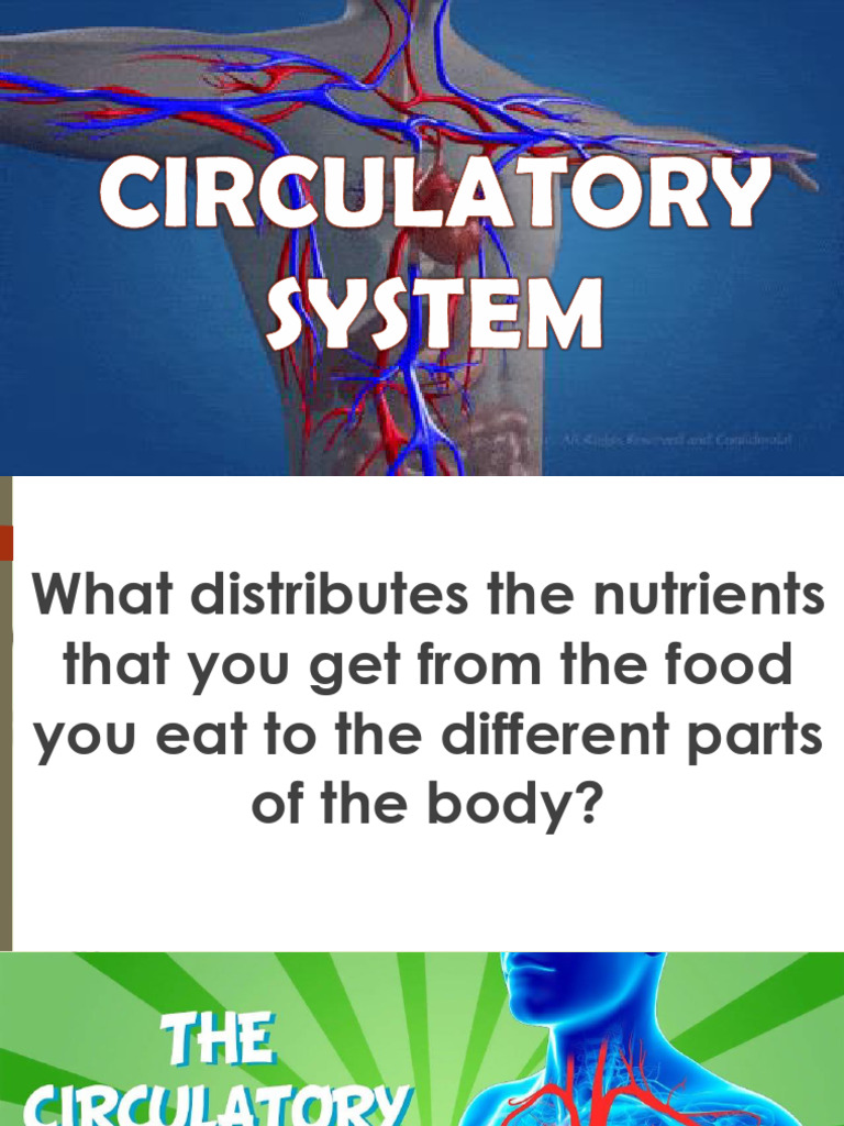 Lesson 2 Circulatory System | PDF | Blood | Science & Mathematics