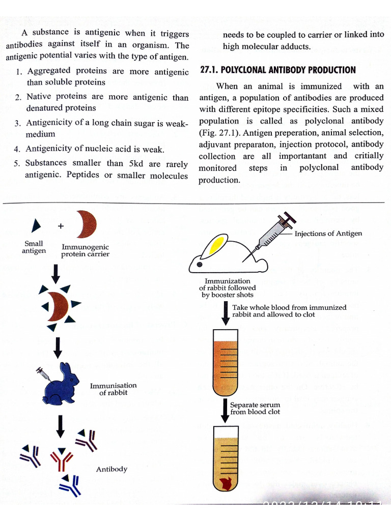 Polyclonal Antibody Production | PDF
