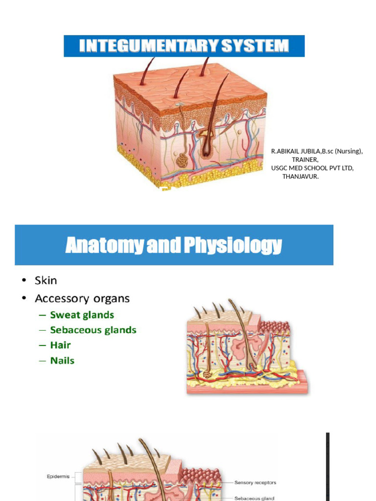 01.integumentary Stystem | PDF