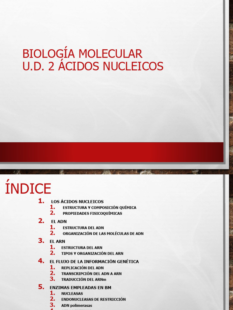 Ud 2 Ácidos Nucleicos-23-24 Alumnado | PDF