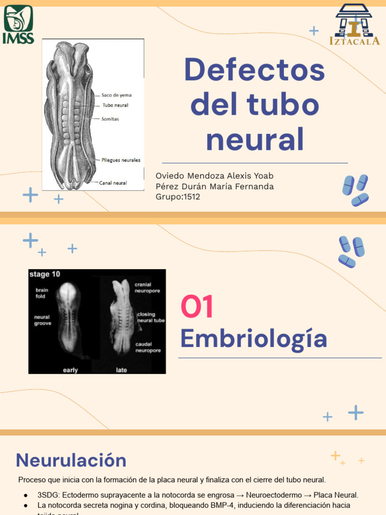 Defectos Del Tubo Neural - 1512 | PDF