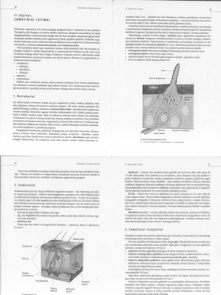 Somatiniai Jutimai | PDF