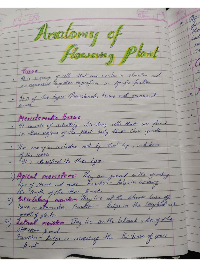 Anatomy of flowering plants | PDF