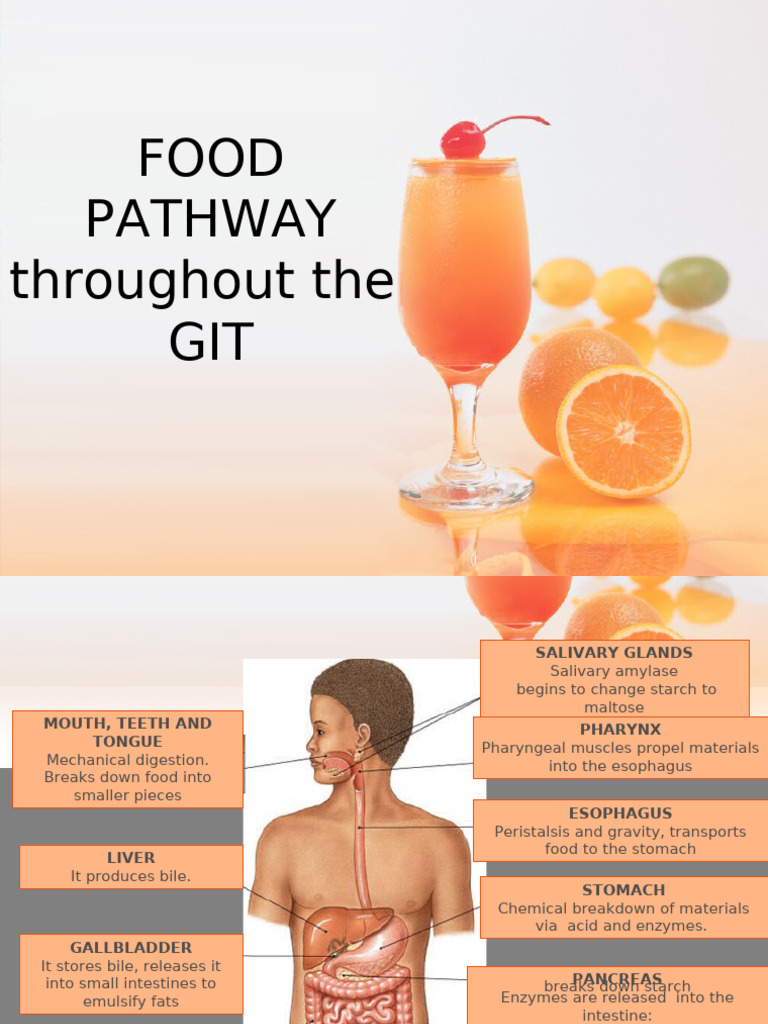 Pathway of Food and Basic Concepts of Nutrition | PDF