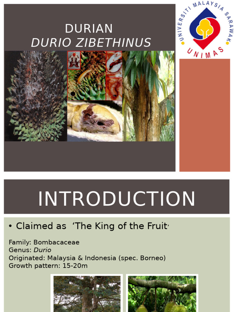 Durian | PDF