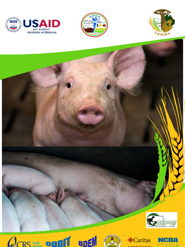 Fiompiana Kisoa Nohatsaraina | PDF