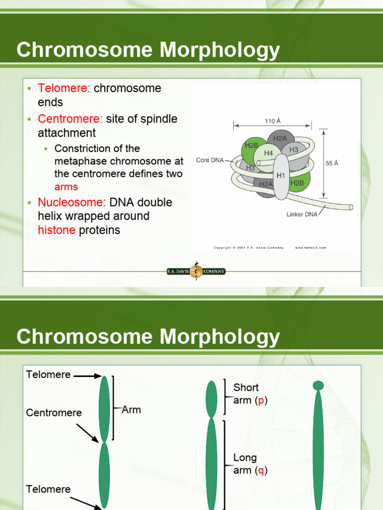 Chromosome Morphology | PDF