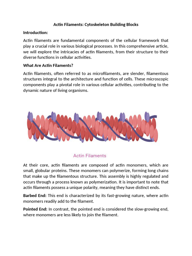 Actin Filaments | PDF