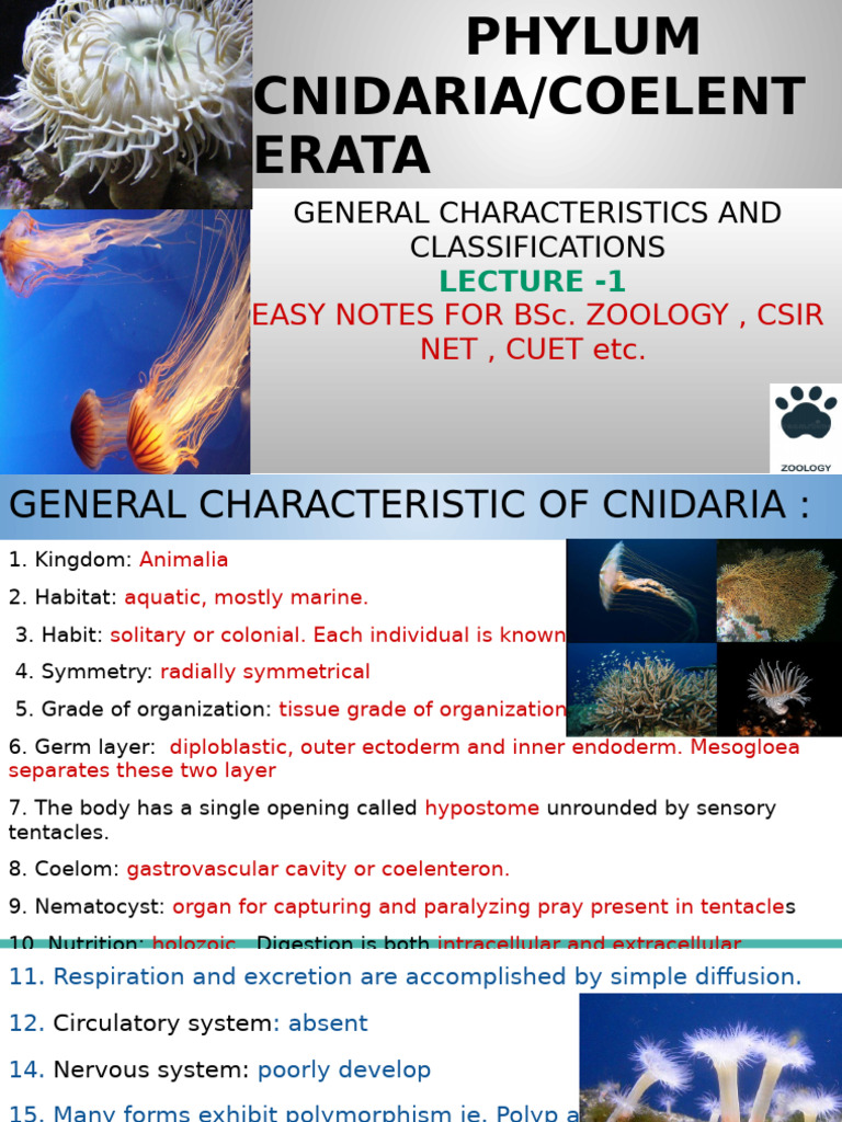 Phylum Cnidaria - Coelenterata | PDF