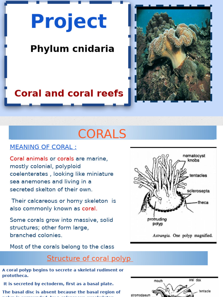 Project Coral Reefs Zoology | PDF
