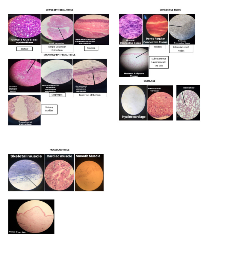 Simple Epithelial Tissue | PDF