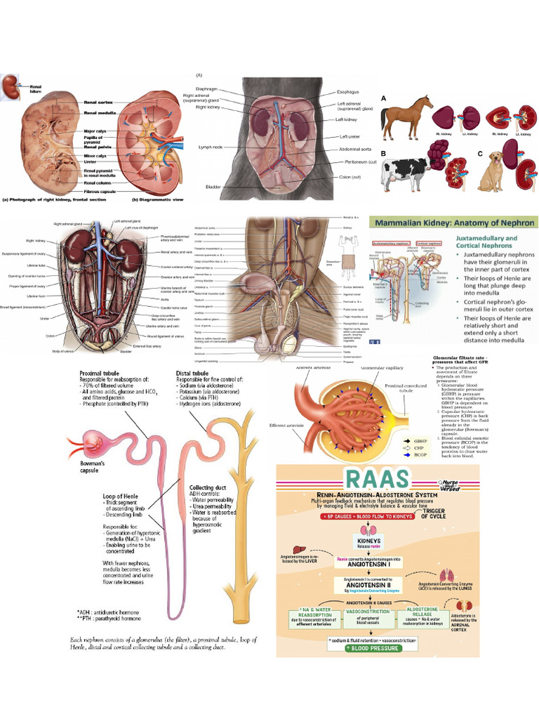 Anatomia:Fisiologia Renal | PDF