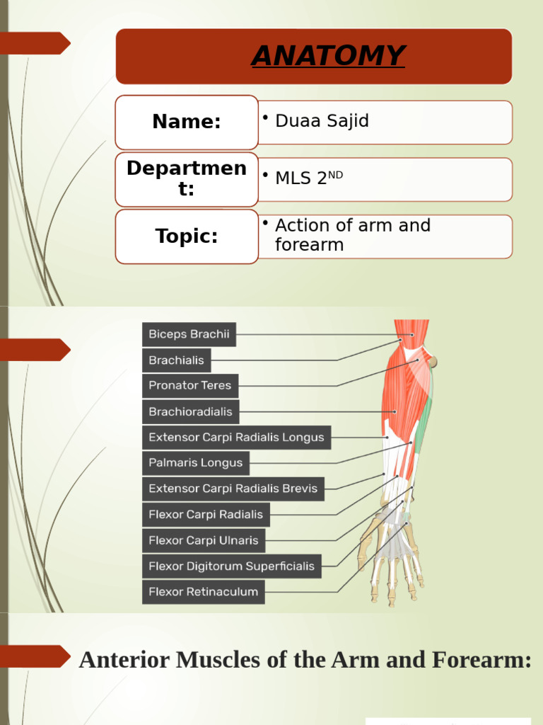 Anterior Muscles of The Arm and Forearm | PDF