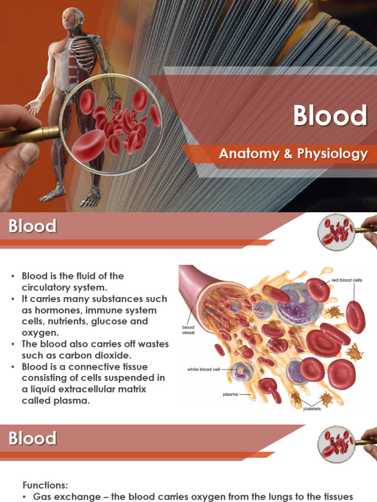 Blood: Anatomy & Physiology | PDF | Coagulation | White Blood Cell