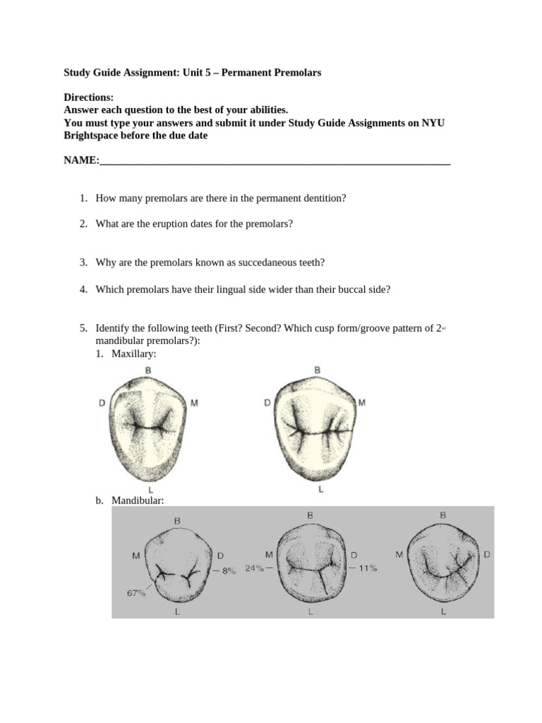 Study Guide Assignment Unit 5 - Permanent Premolars | PDF