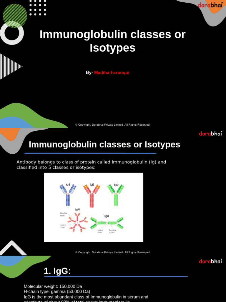 Lec Immunoglobulin Classes and Functions | PDF