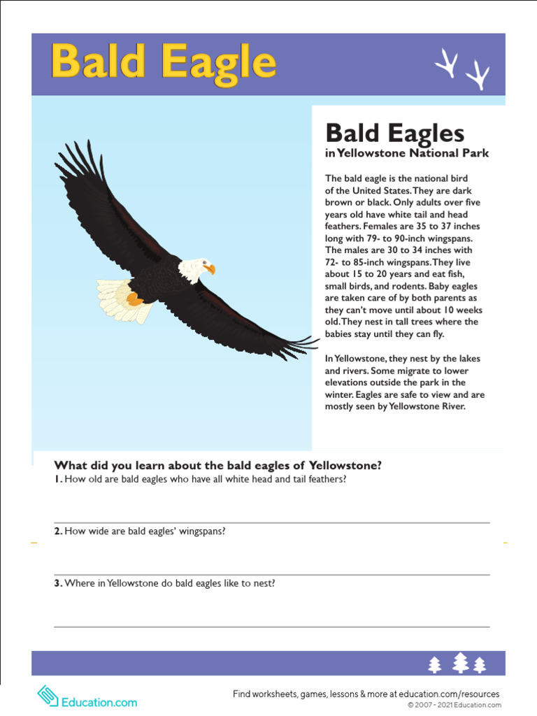 Bald-Eagle Text and Quizz | PDF | Bald Eagle | Eagle