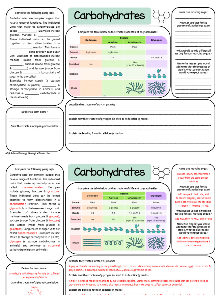 Carbohydrates Worksheet | PDF