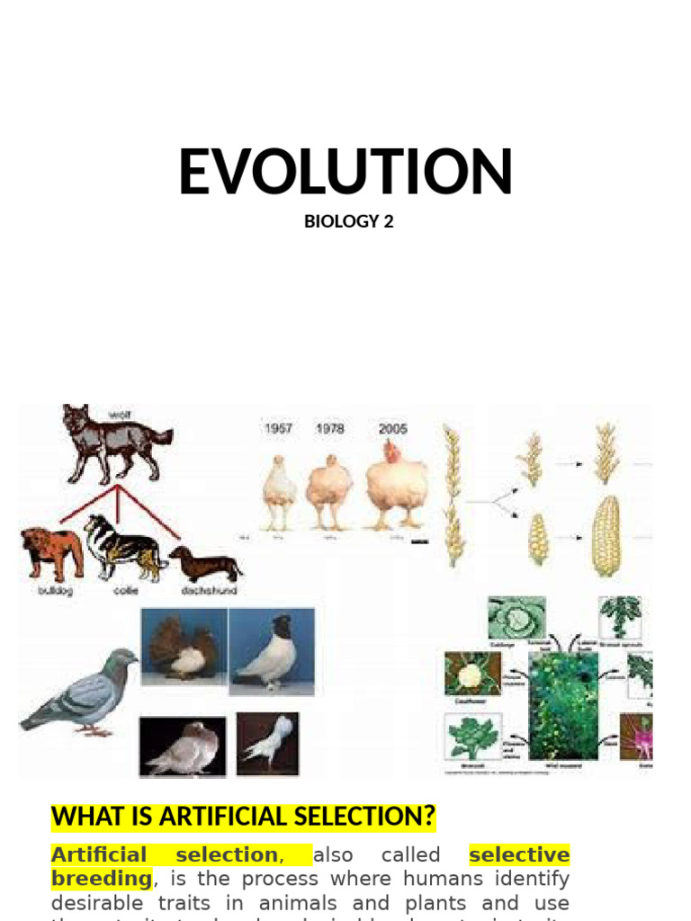 Topic 8 Evolution | PDF