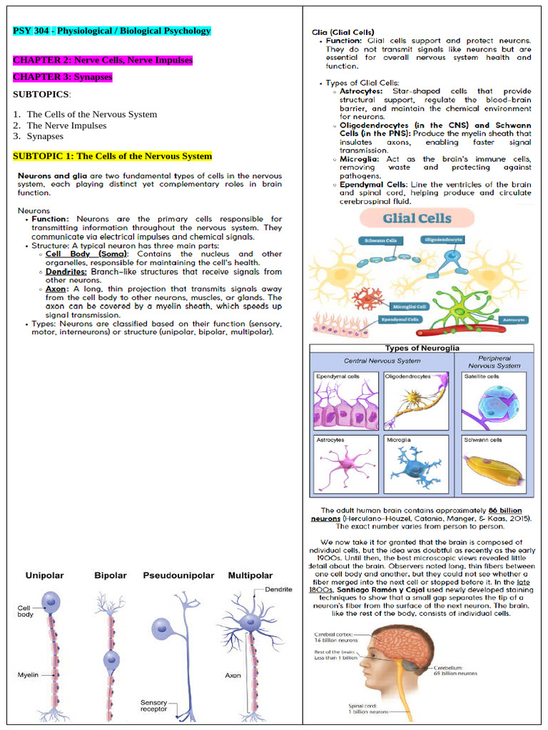 PSY 304 - Physio Reviewer | PDF