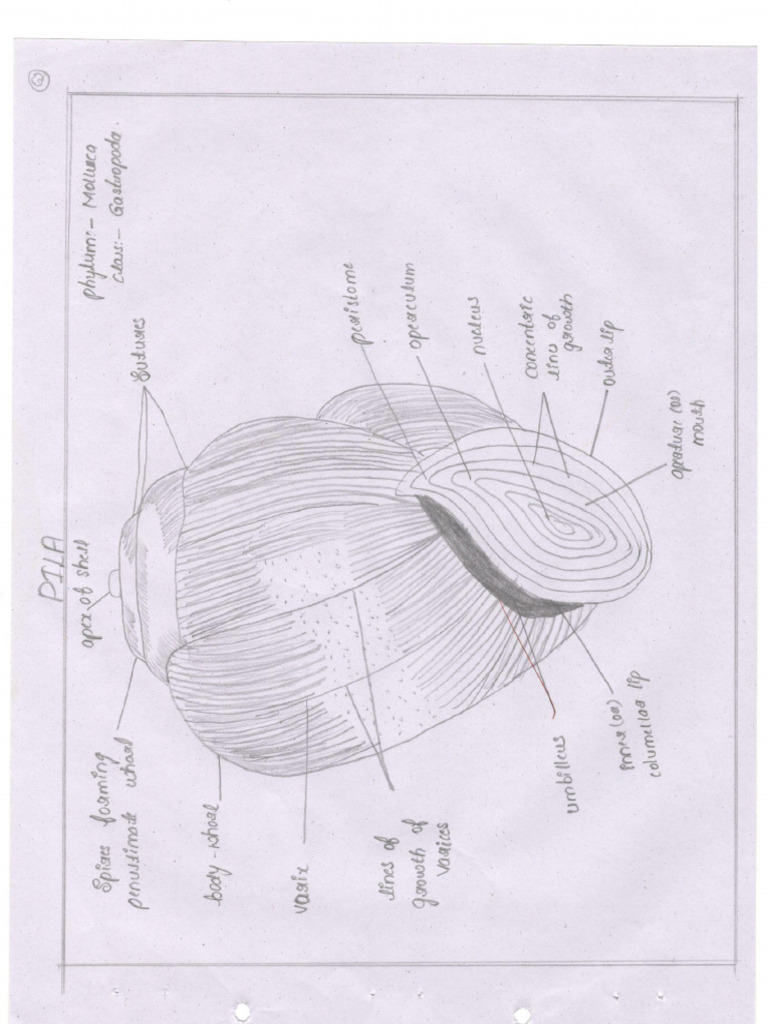 Pila Diagram and Matter | PDF