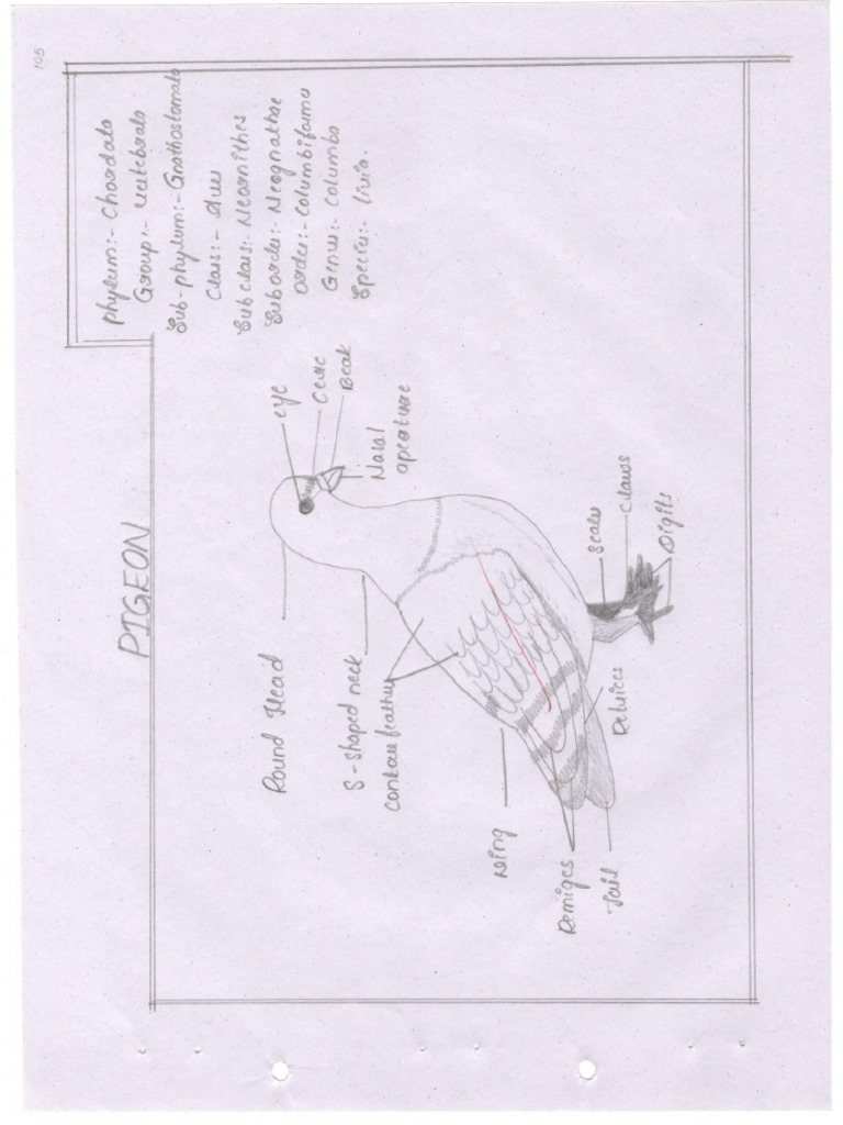 Pigeon Diagram and Matter | PDF