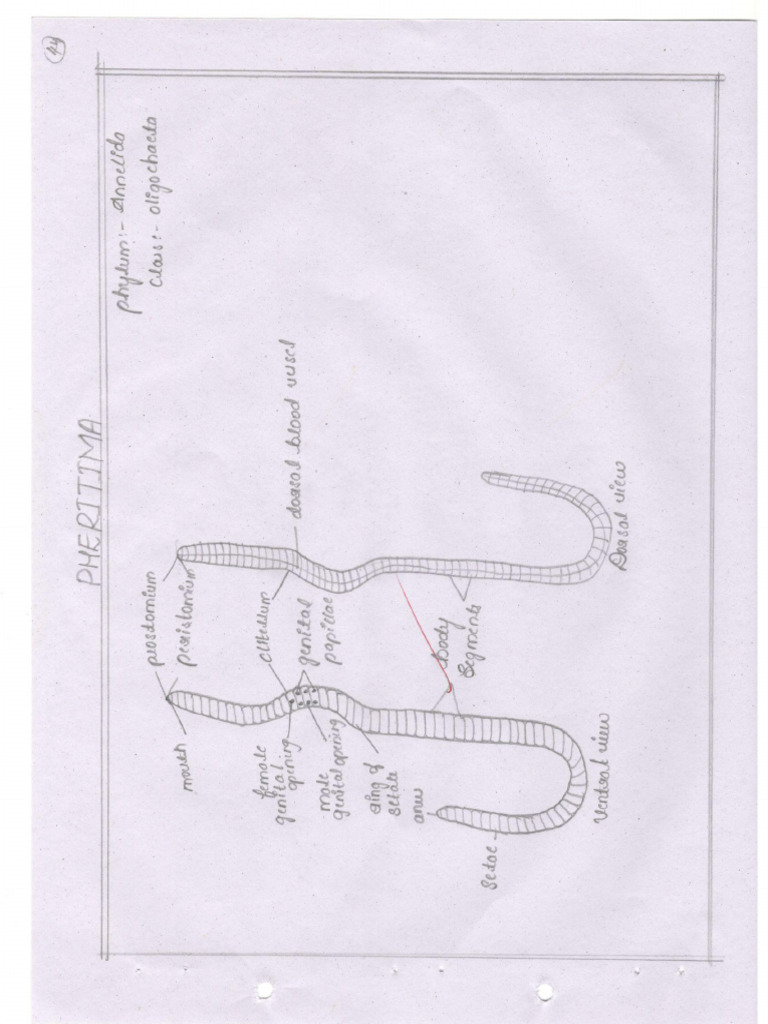 Pheritima Diagram and Matter | PDF