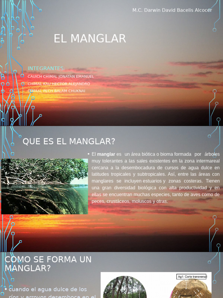 EL Manglar | PDF