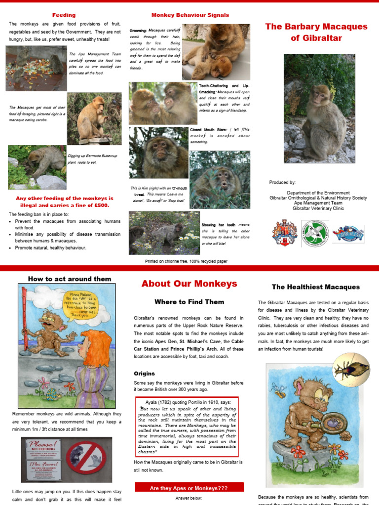 Macaque Leaflet | PDF