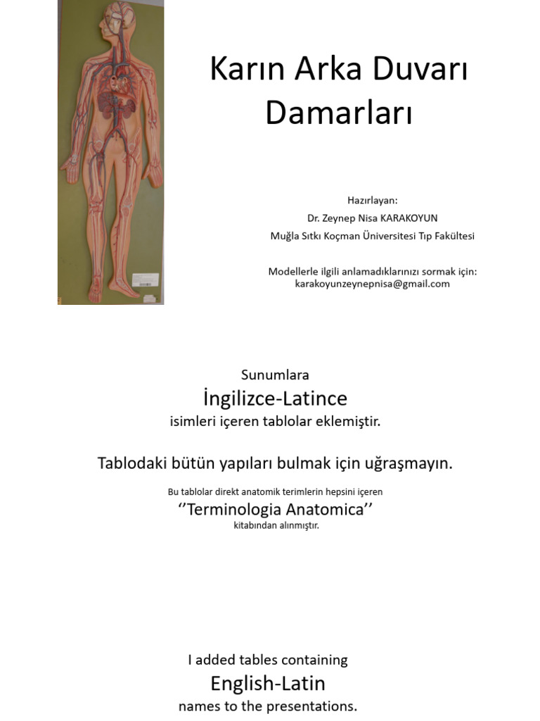 3-Karın Arka Duvarı Damarları | PDF