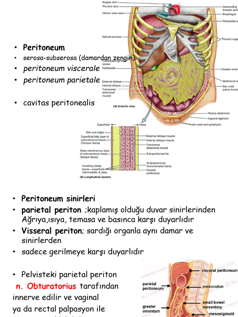 11-Periton Anatomisi | PDF