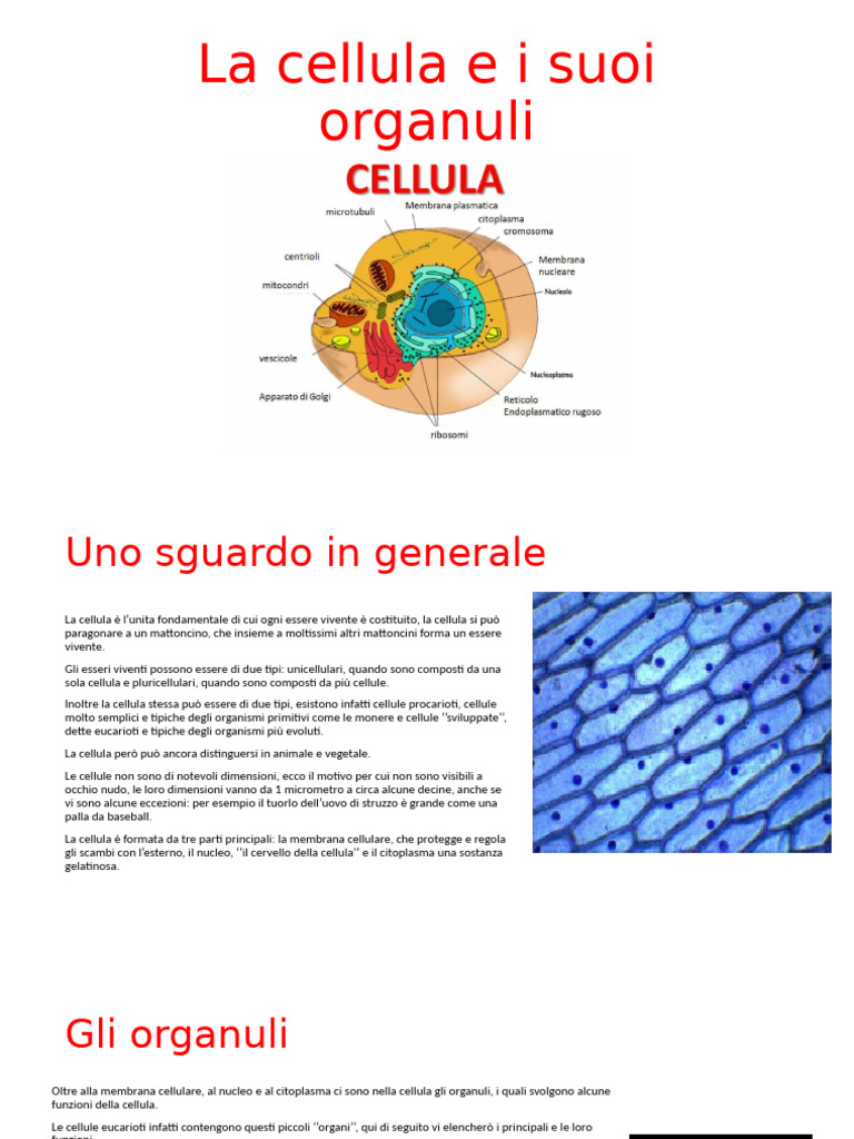 Tommaso Pelisssetti-La Cellula e I Suoi Organuli | PDF