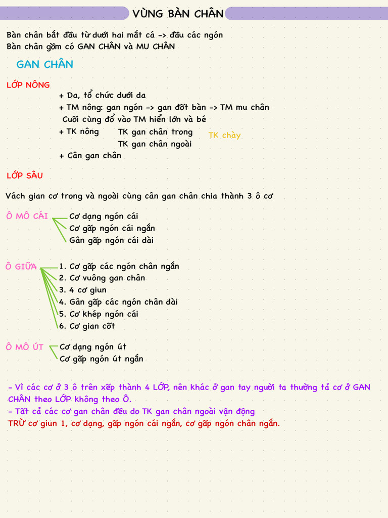 Vùng Bàn Chân | PDF