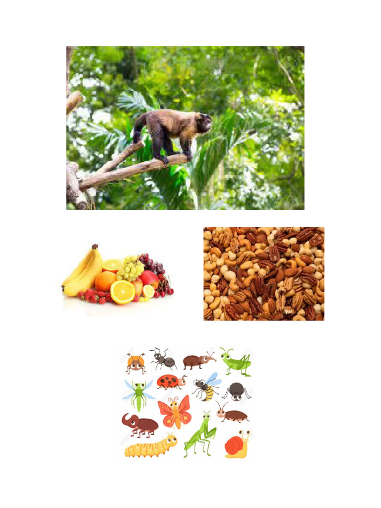 Habitat y Alimentos de Los Monos | PDF