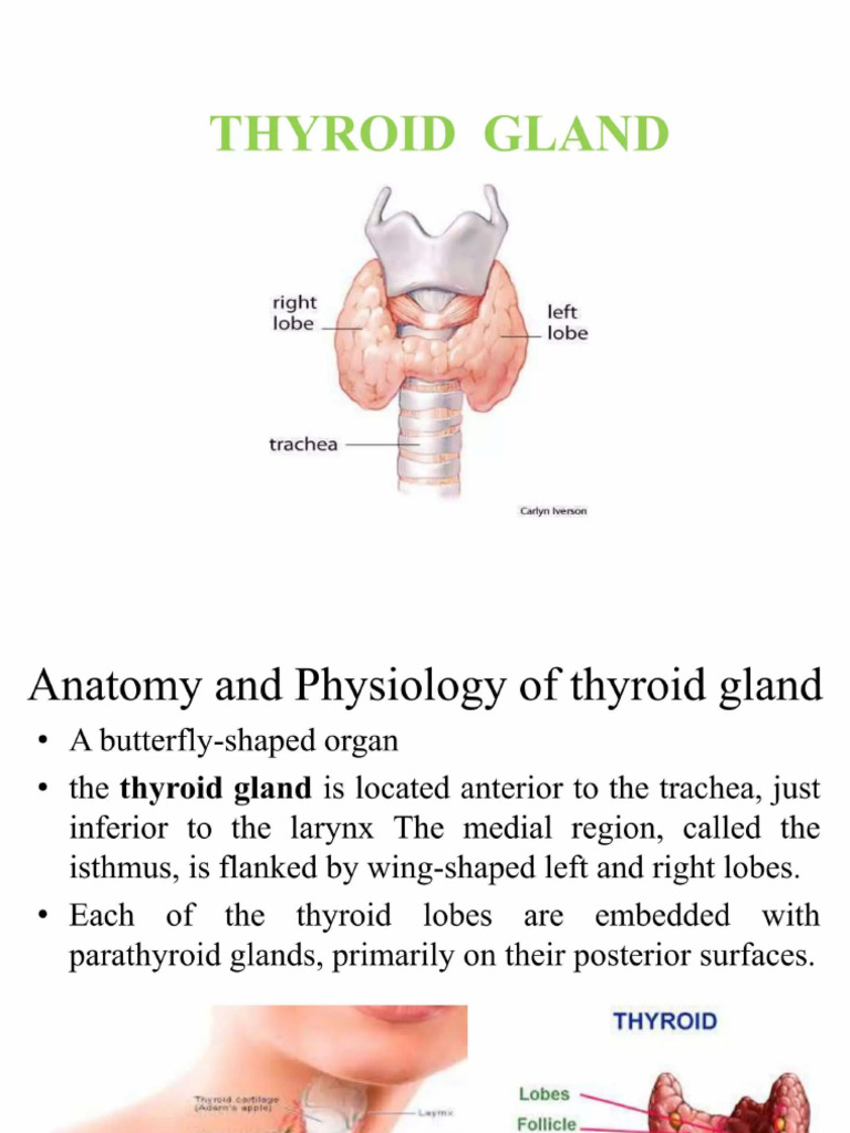 Thyroid Anat Physio | PDF