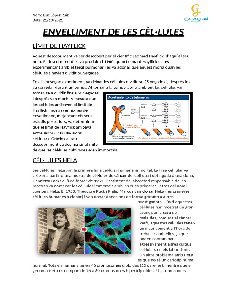 Com Es Va Descobrir El Límit de Hayflick | PDF