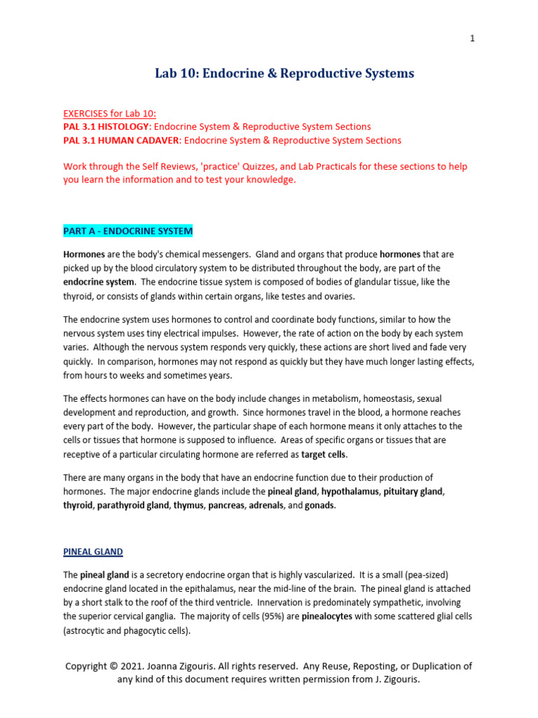 Lab 10 - Endocrine & Reproductive Systems Study Guide | PDF