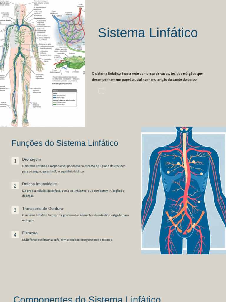 Sistema-Linfatico-Uma-Visao-Geral (1) .PPTX - 20240924 - 155742 - 0000 ...