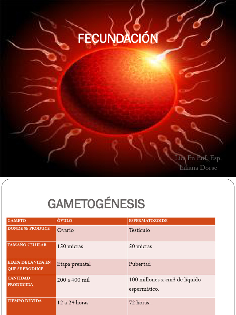 1 Fecundación | PDF
