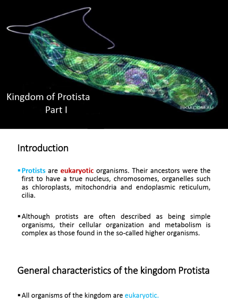 Lab 3 Protista 1 | PDF