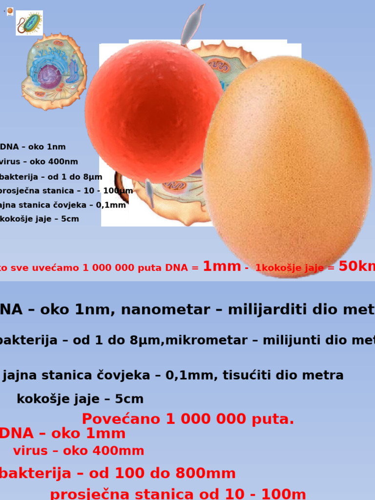 23.9.24.BAKTERIJE Virusi | PDF
