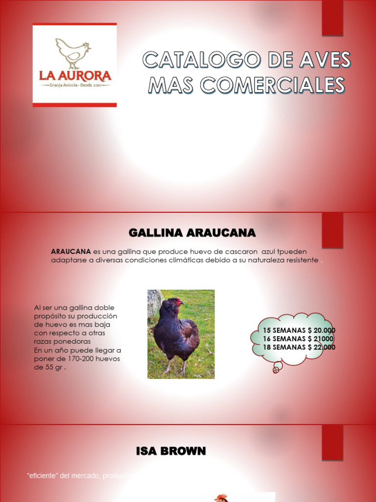 Catalogo La Aurora | PDF
